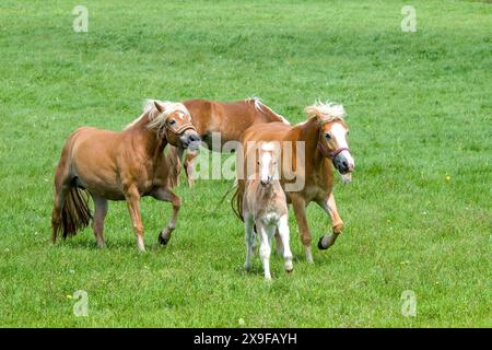 a herd of beautiful Haflinger horses, mares with their cute foals Stock Photo - Alamy
