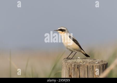 Northern wheatear on migration Stock Photo - Alamy