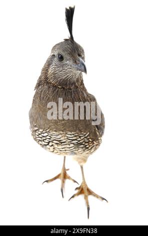 Female California Quail isolated on a white background Stock Photo - Alamy