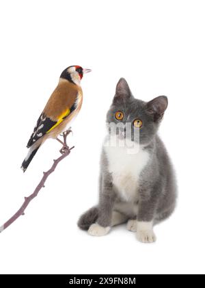goldfinch and kitten isolated on a white background Stock Photo - Alamy