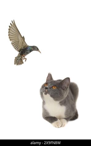 cat catches to bird on a white background Stock Photo - Alamy