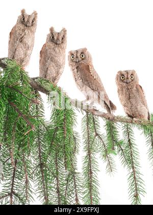 white owls looking to the side isolated on white background Stock Photo ...