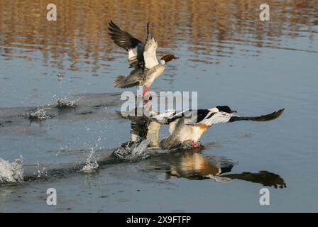 Pair of common merganser in flight over the lake Stock Photo - Alamy