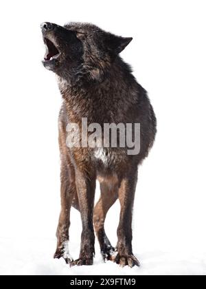 canadian howling wolf isolated on white background Stock Photo - Alamy