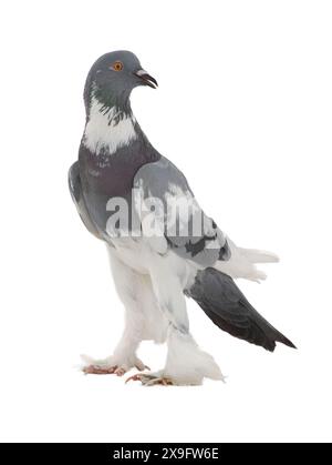 graceful pigeon ( English Pouter) isolated on white background Stock ...