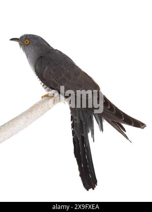 cuckoo isolated on white background. photography in studio Stock Photo ...