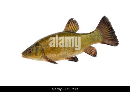 fish lenok (Brachymystax) isolated on white background Stock Photo - Alamy