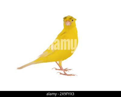 crested canary isolated on white background Stock Photo - Alamy