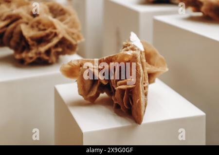 A desert rose, an intricate rose-like formation of crystal clusters of ...