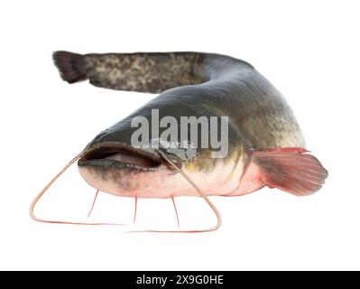 catfish fish weighing 7 kg isolated on white background Stock Photo - Alamy