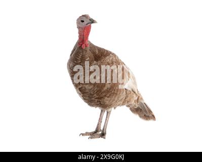 brown female turkey isolated on white background Stock Photo - Alamy