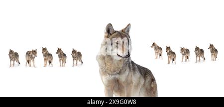Gray wolves (Canis lupus), she-wolf and cubs Stock Photo - Alamy