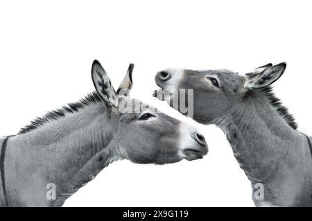 portrait of a screaming donkey isolated on white background Stock Photo ...