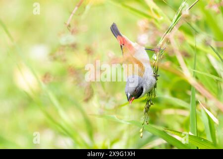 Swee Waxbill male (Coccopygia melanotis) foragibg for grass seeds ...