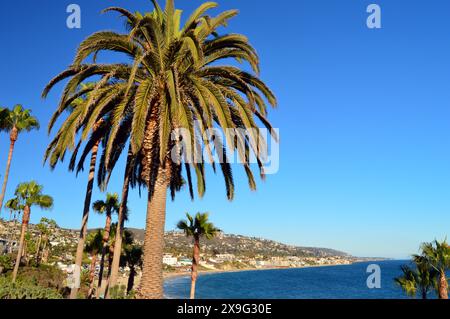 Large palm trees grow and provide shade along a tropical beach and town ...