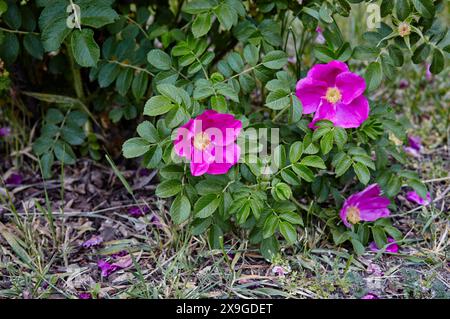Beautiful spring briar bloom (dog rose or rosehip), it can be used as a ...