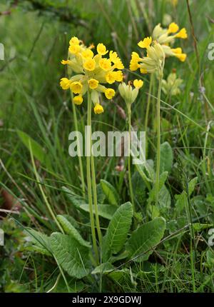 Primula veris, Cowslip, Common cowslip Stock Photo - Alamy