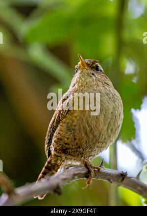 The European Wren, with its small size and rich song, forages in Father ...