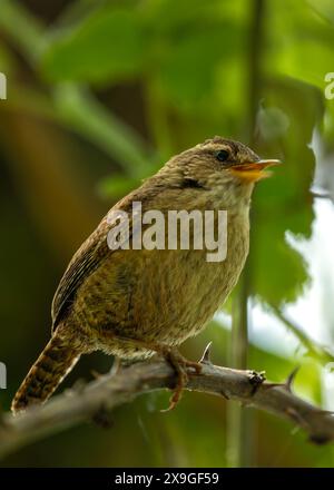 The European Wren, with its small size and rich song, forages in Father ...