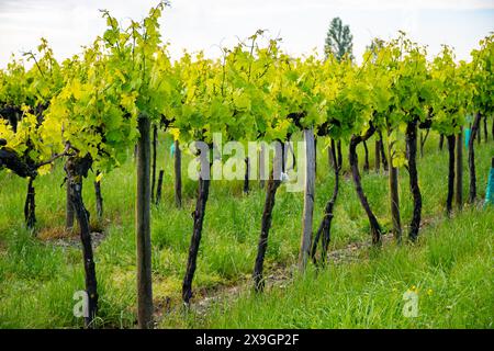 Summer on vineyards of Cognac white wine region, Charente, white ugni ...
