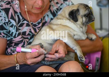 The owner sharpens the claws of her pug dog at home 3 Stock Photo - Alamy