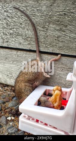 A mouse caught and upended in a snap trap with its jaws still around ...