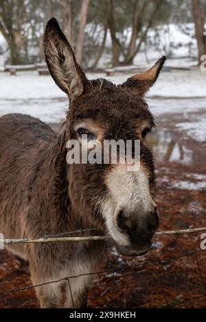 Donkey on a farm in the snow Stock Photo - Alamy