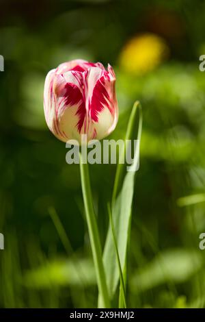 Very pretty red flowering tulip blossom in a garden Stock Photo - Alamy
