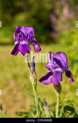 A vertical close-up of a purple German iris (Iris germanica) with a ...