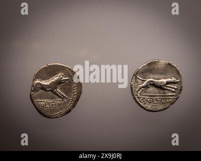 coins from the Iberian period representing the Erymanthian wild boar ...