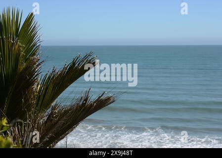 A nikau palm overlooks the Pacific Ocean near Point Elizabeth on New ...