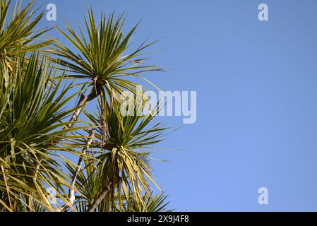 A cabbage tree overlooks the Pacific Ocean near Point Elizabeth on New ...