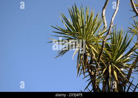 A cabbage tree overlooks the Pacific Ocean near Point Elizabeth on New ...