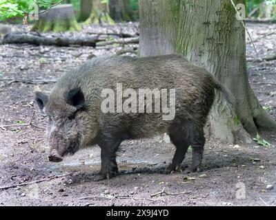 Wildschwein in freier Natur im Fruehling Wildschwein in freier Natur ...