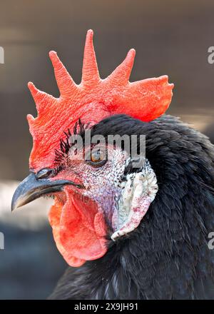 White-faced Black Spanish in front of white background Stock Photo - Alamy