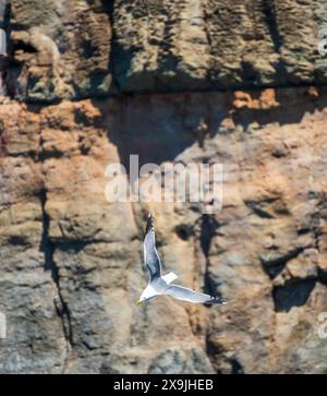 Seagulls flying near the Faraglioni cliffs on island Capri. Rock ...
