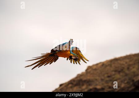 Macaw parrot flying against mountain cliff outdoors. Scarlet Macaw, Ara ...