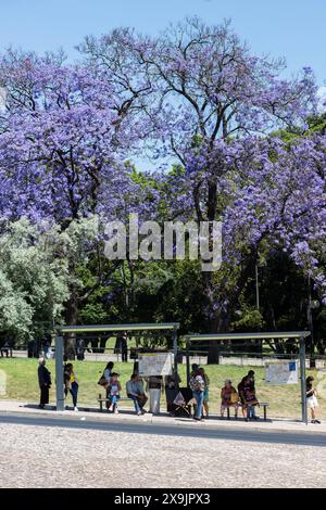 Jacaranda flowers bloom in the sunny sky when spring comes Stock Photo ...