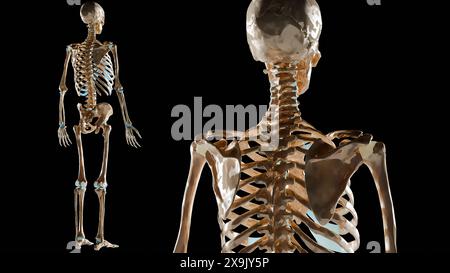 Accurate human skeletal system with adult male skeleton and body ...