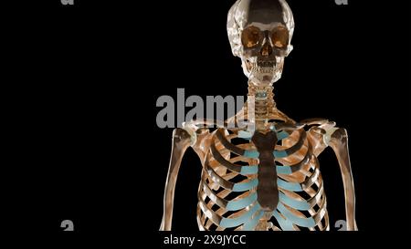 Accurate human skeletal system with adult male skeleton isolated on ...