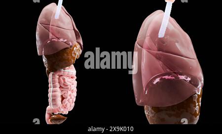 3d illustration of internal organs and bones, made of transparent glass ...