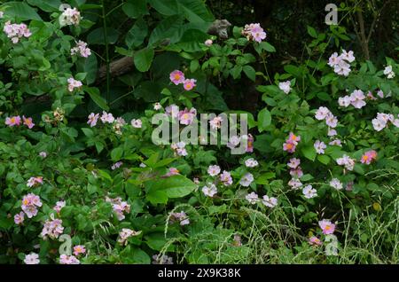 climbing prairie rose (Rosa setigera) Plantae Stock Photo - Alamy