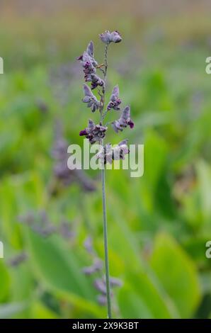 Powdery Alligator-flag, Thalia dealbata Stock Photo - Alamy