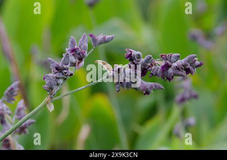 Powdery Alligator-flag, Thalia dealbata Stock Photo - Alamy
