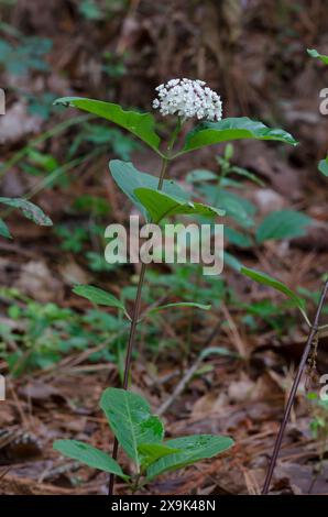 Redring Milkweed, Asclepias variegata Stock Photo - Alamy