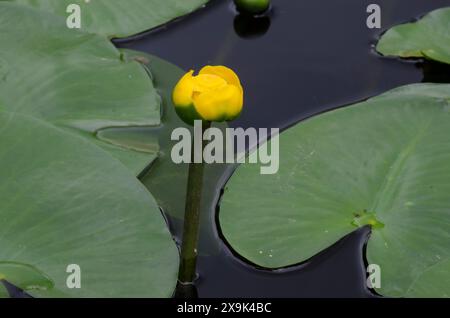 Yellow Pond-lily, Nuphar advena Stock Photo - Alamy
