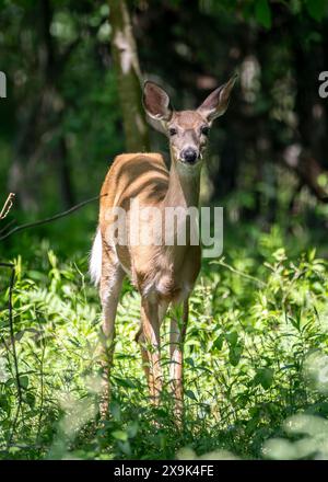 The young deer, with its slender legs and delicate frame, appears ...