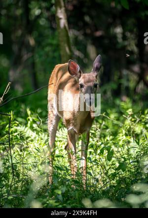 The young deer, with its slender legs and delicate frame, appears ...