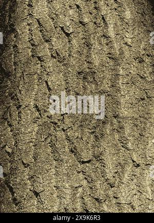 Vector illustration of Paulownia tomentosa tree bark. Princess or ...