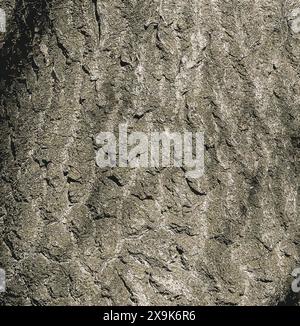 Vector illustration of Paulownia tomentosa tree bark. Princess or ...